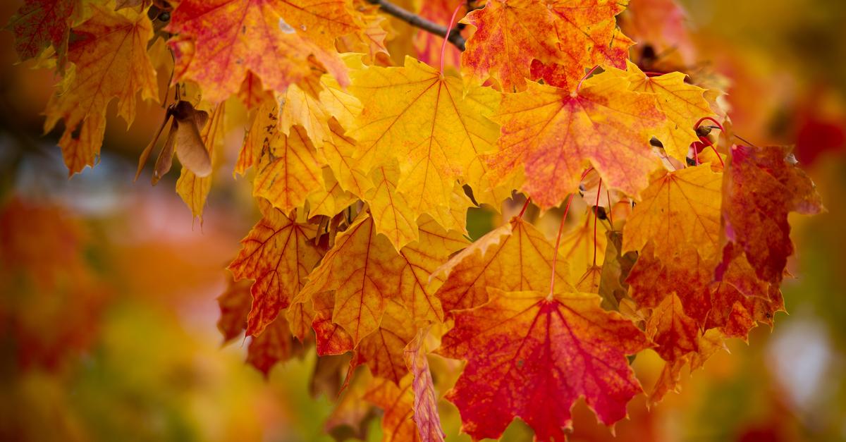 Wormel: Der Herbst darf kommen!